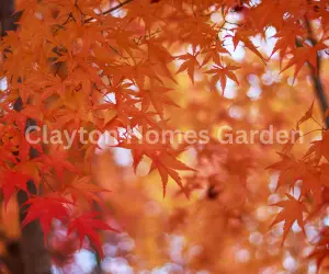 Beautiful Species of Maple Trees