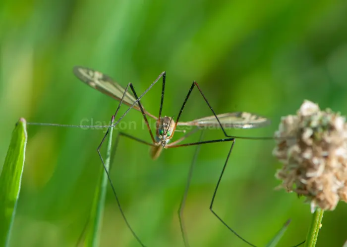 🦟Everything You Need to Know About Mosquito Hawks