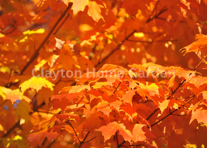 Beautiful Species of Maple Trees
